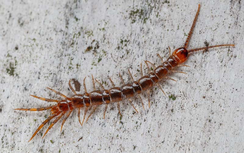 If You Find This Scary Bug in Your Home, Leave it Alone – Perfectway.me