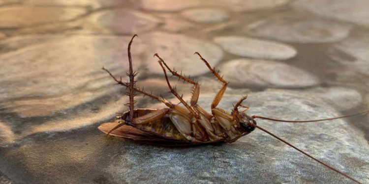 Why You Should Never Step on a Cockroach – Perfectway.me