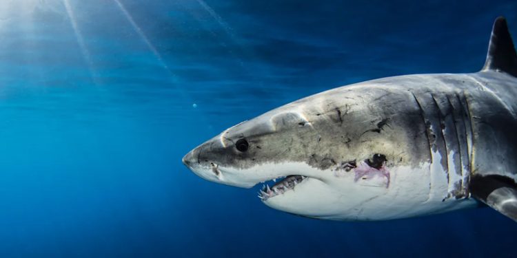 How to Avoid a Summer Great White Shark Attack – Perfectway.me